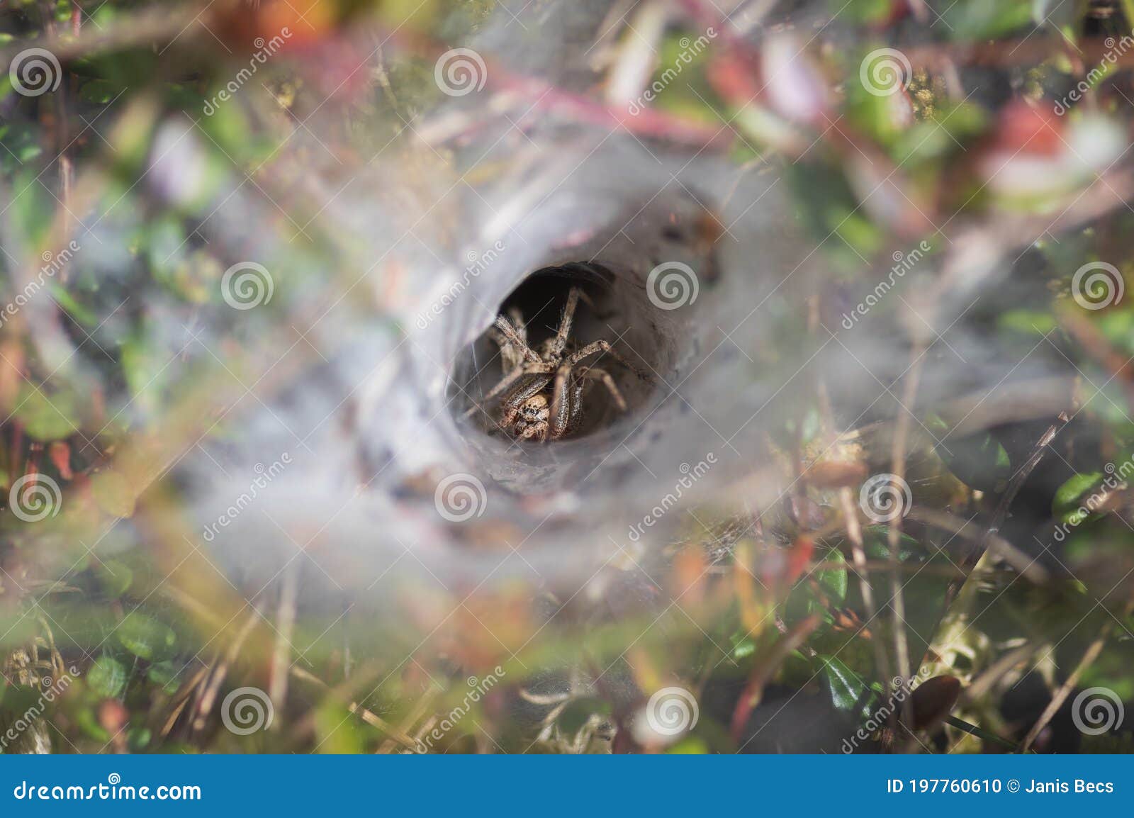 Funnel-web Spider in His Tunnel in the Grass Stock Photo - Image of ...
