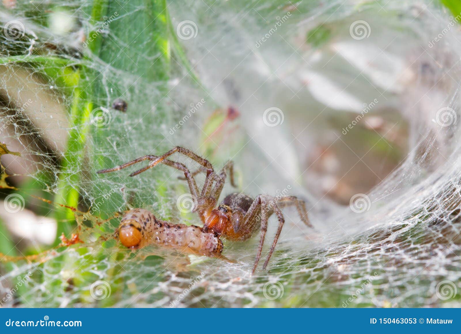 Funnel-web Spider with Prey Stock Image - Image of nature, closeup ...