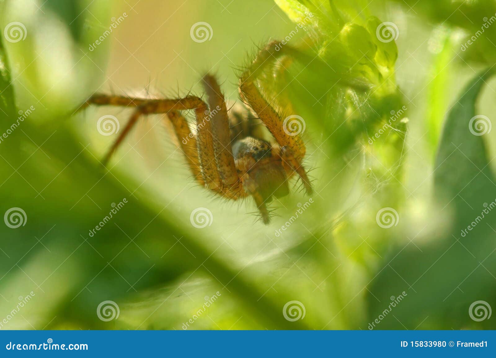 Funnel Web Weaver Spider stock photo. Image of graphic - 15833980