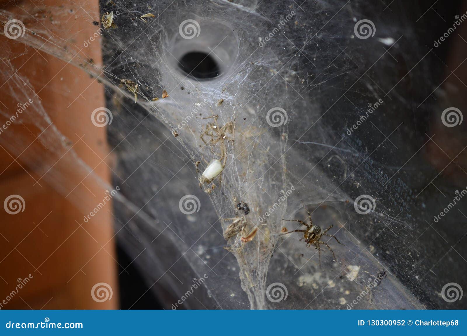 Funnel web weaver stock photo. Image of science, gardens - 130300952