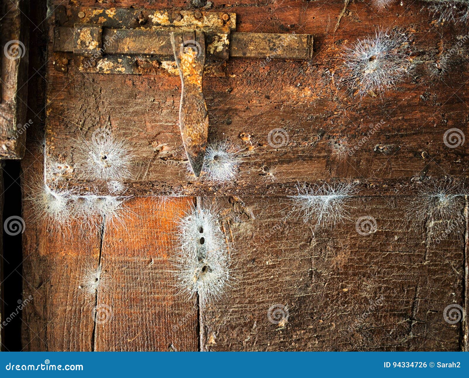 Funnelweb Spider Webs in Old Cellar. Stock Photo - Image of spiders ...