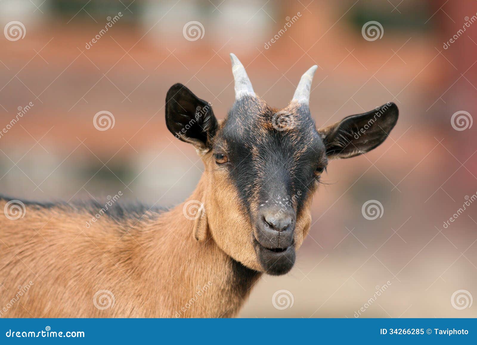 Funnt brown goat portrait stock image. Image of outdoors - 34266285