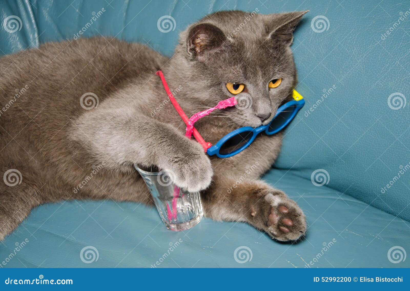 Funnt cat stock photo. Image of expression, chartreux - 52992200