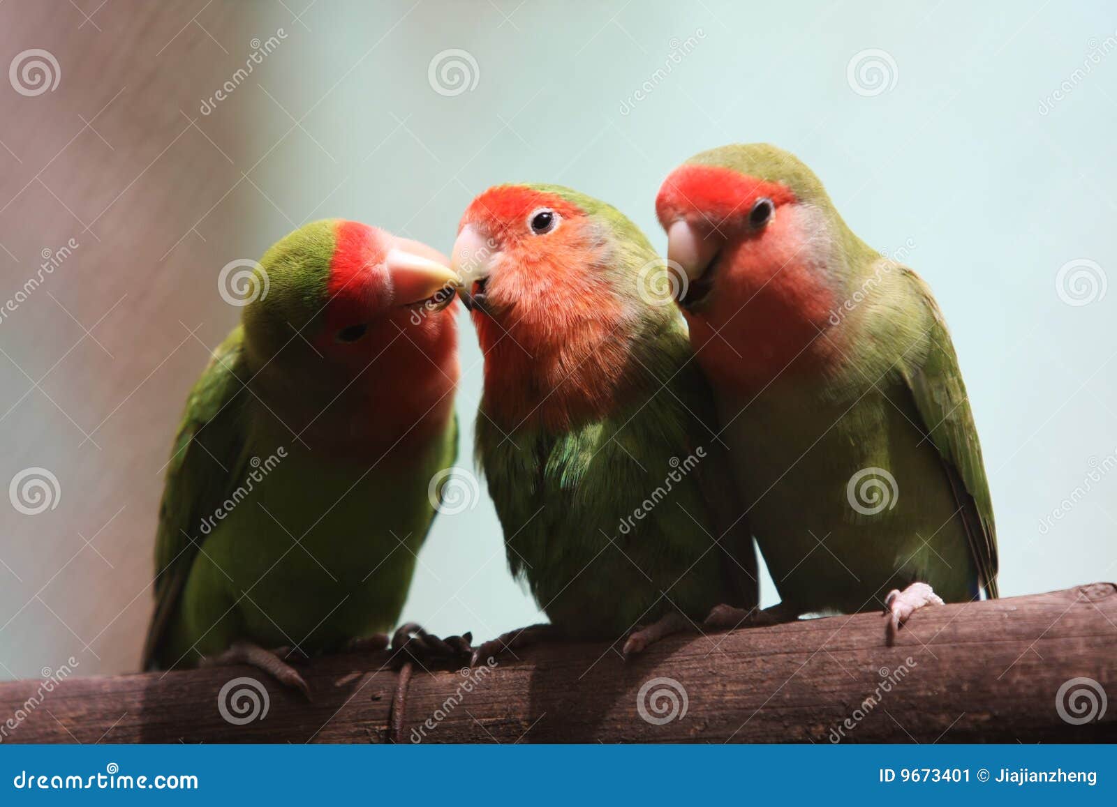 Parrots Kissing Each Other Stock Photos - Free & Royalty-Free Stock ...