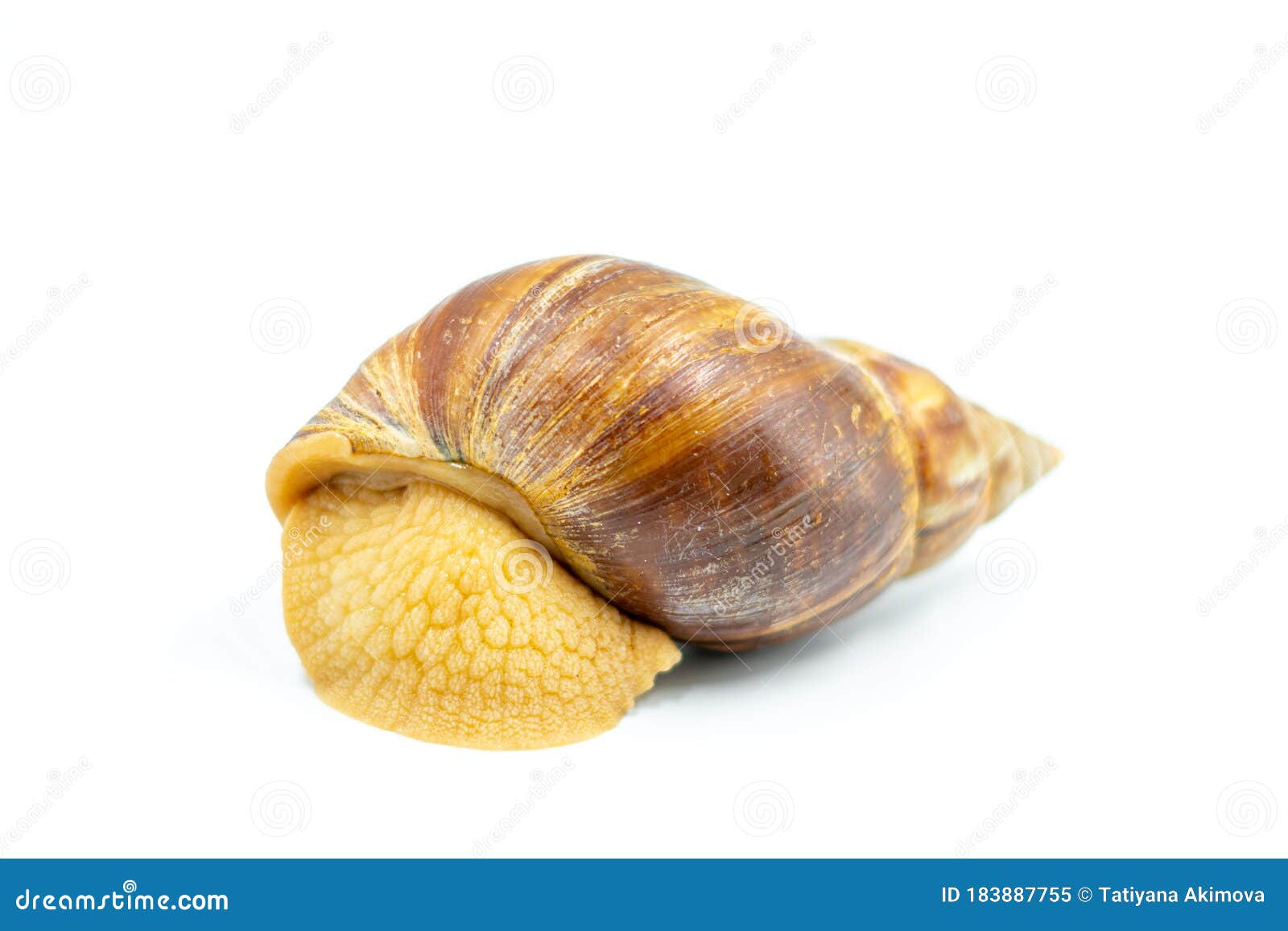 Funny Shell Creation Stock Image | CartoonDealer.com #12187477