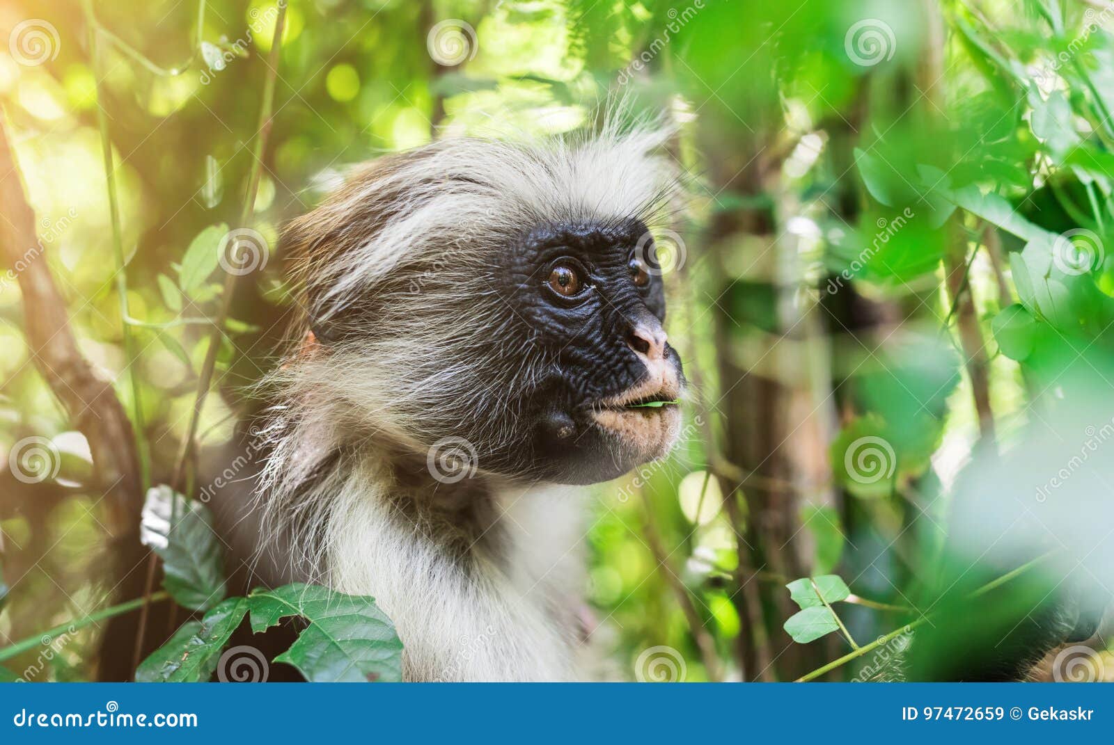 Cute African Monkeys