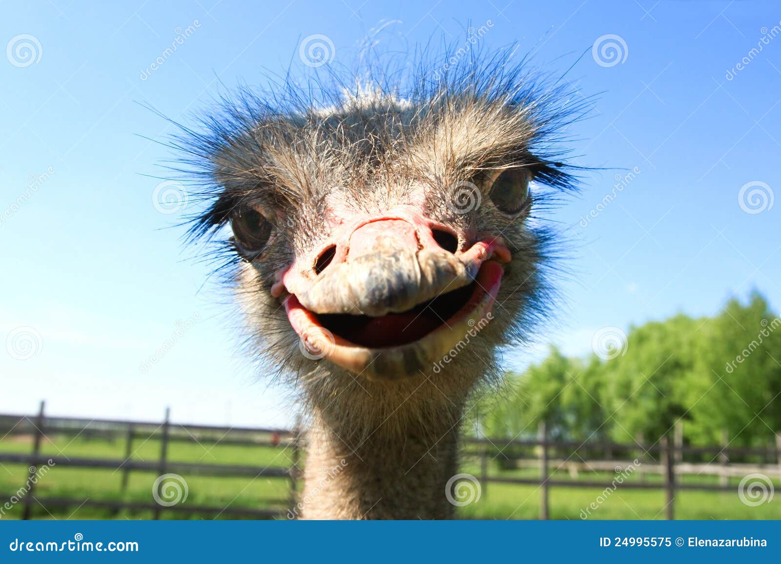 Ostrich Face Smiling