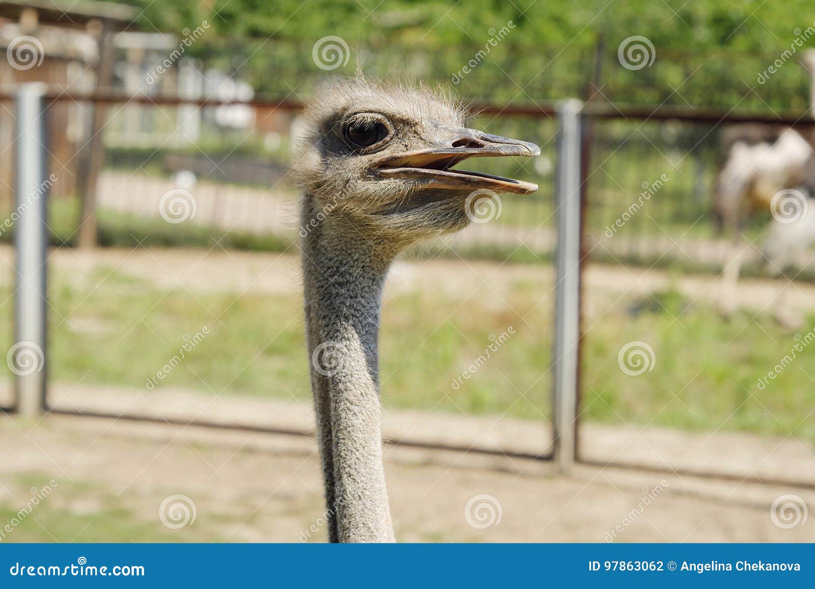 Funny African Ostrich at the Zoo in the Summer Stock Photo - Image of ...