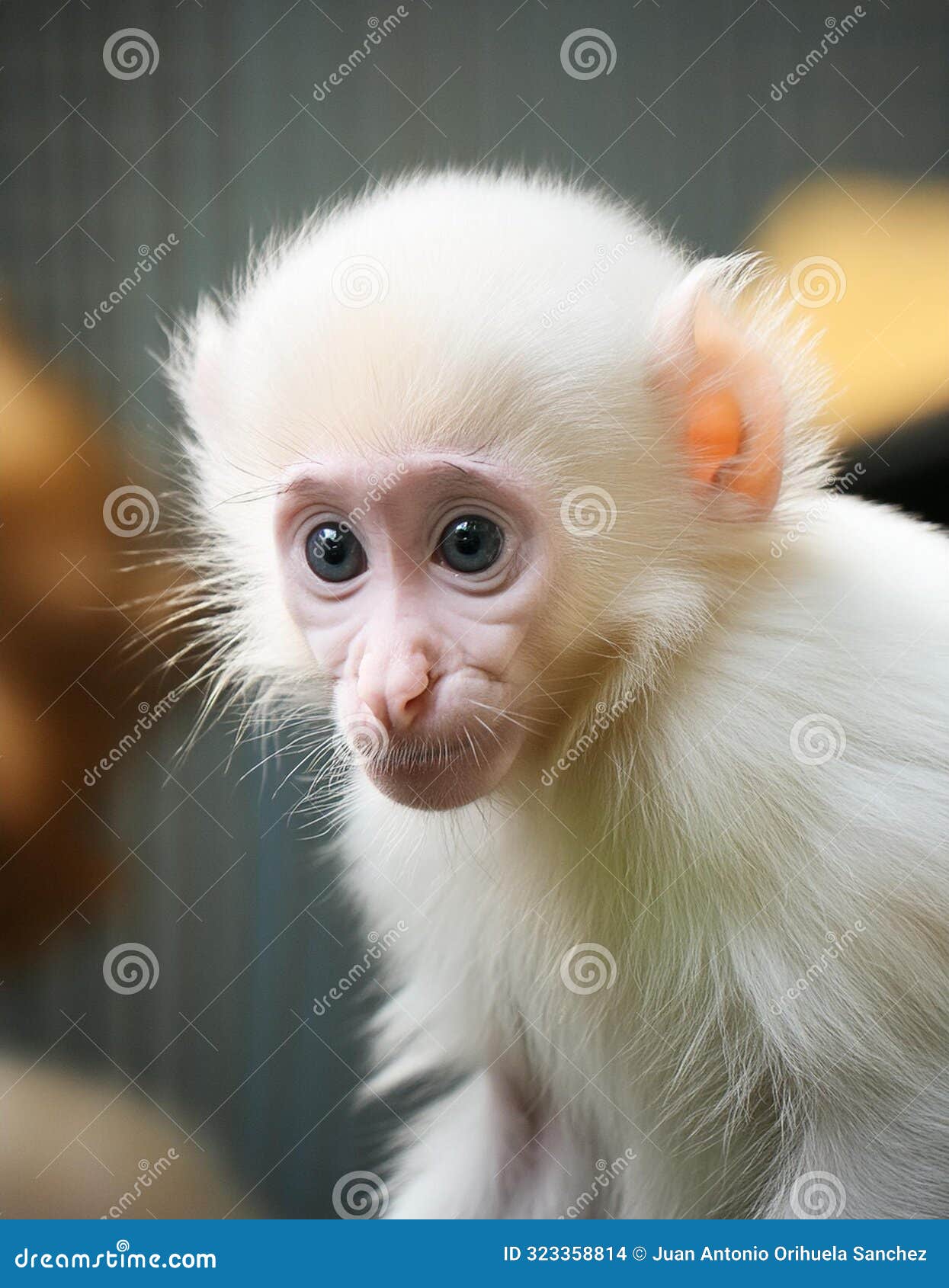 Funny albino baby monkey stock illustration. Illustration of monkey ...
