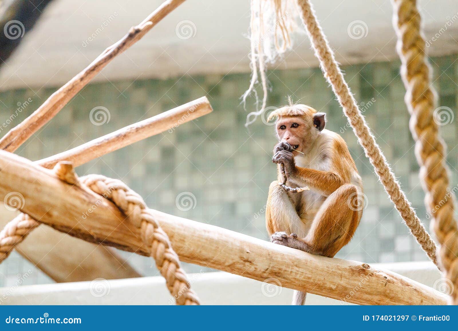 Alone Macaque Monkey in the Zoo Stock Image - Image of macaque, natural ...