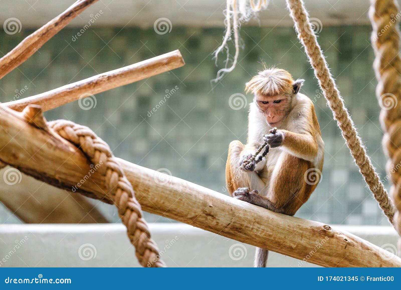 Alone Macaque Monkey In The Zoo Stock Photography | CartoonDealer.com ...
