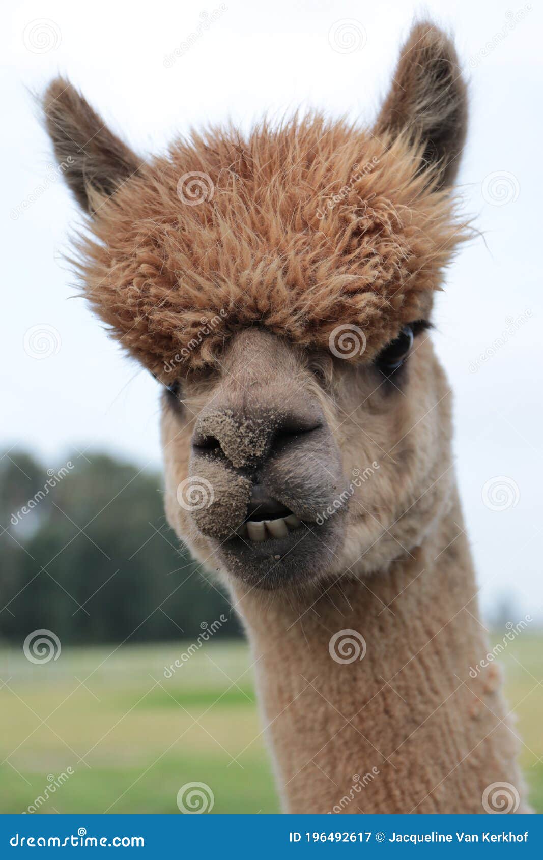 Funny alpaca face stock image. Image of view, funny - 196492617
