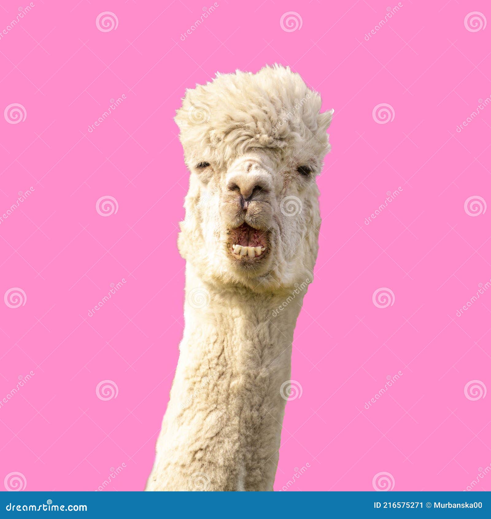 Shocked Llama Stock Photos - Free & Royalty-Free Stock Photos from ...