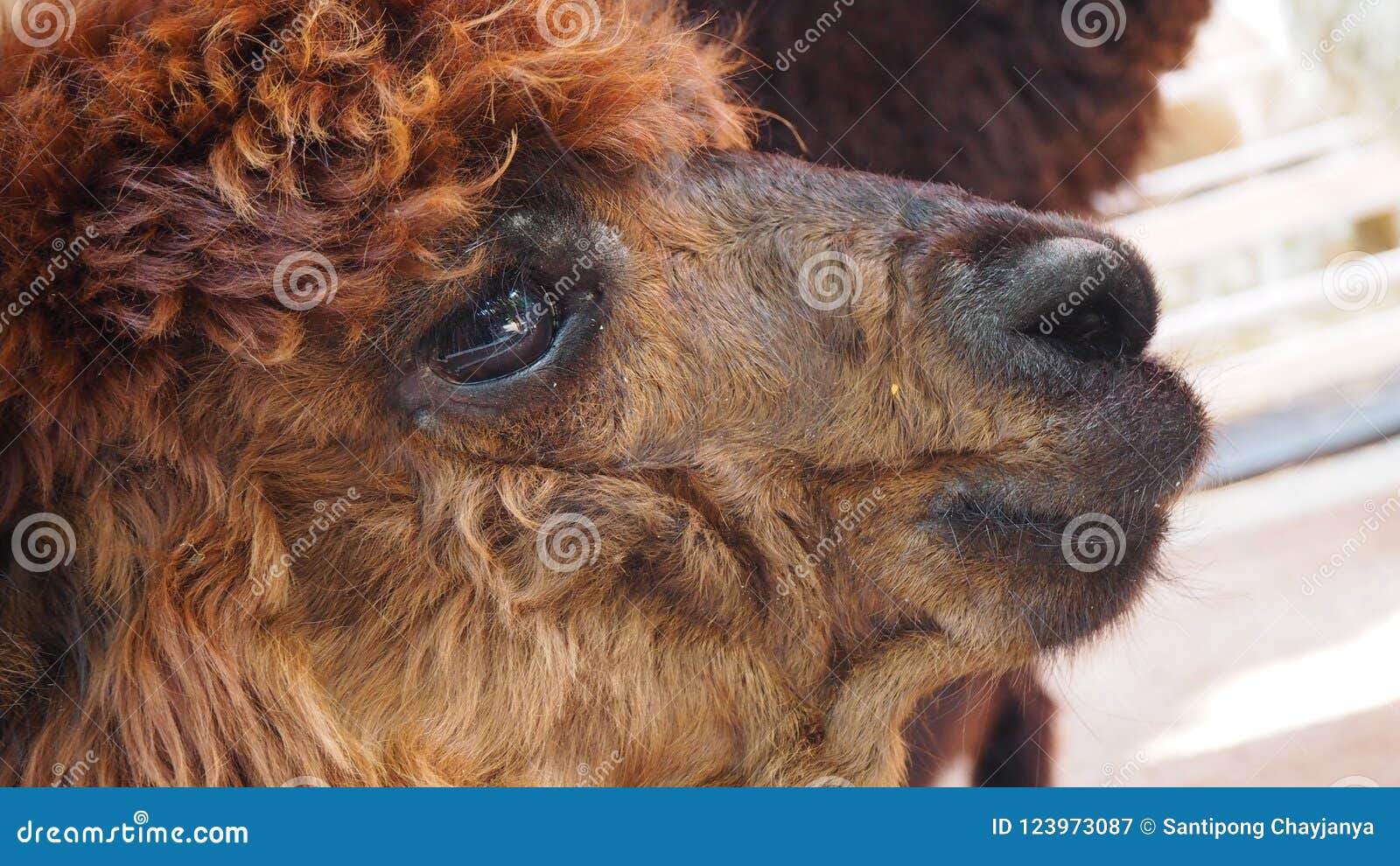Funny Alpaca Smile and Teeth. Alpaca. Stock Image - Image of portrait ...