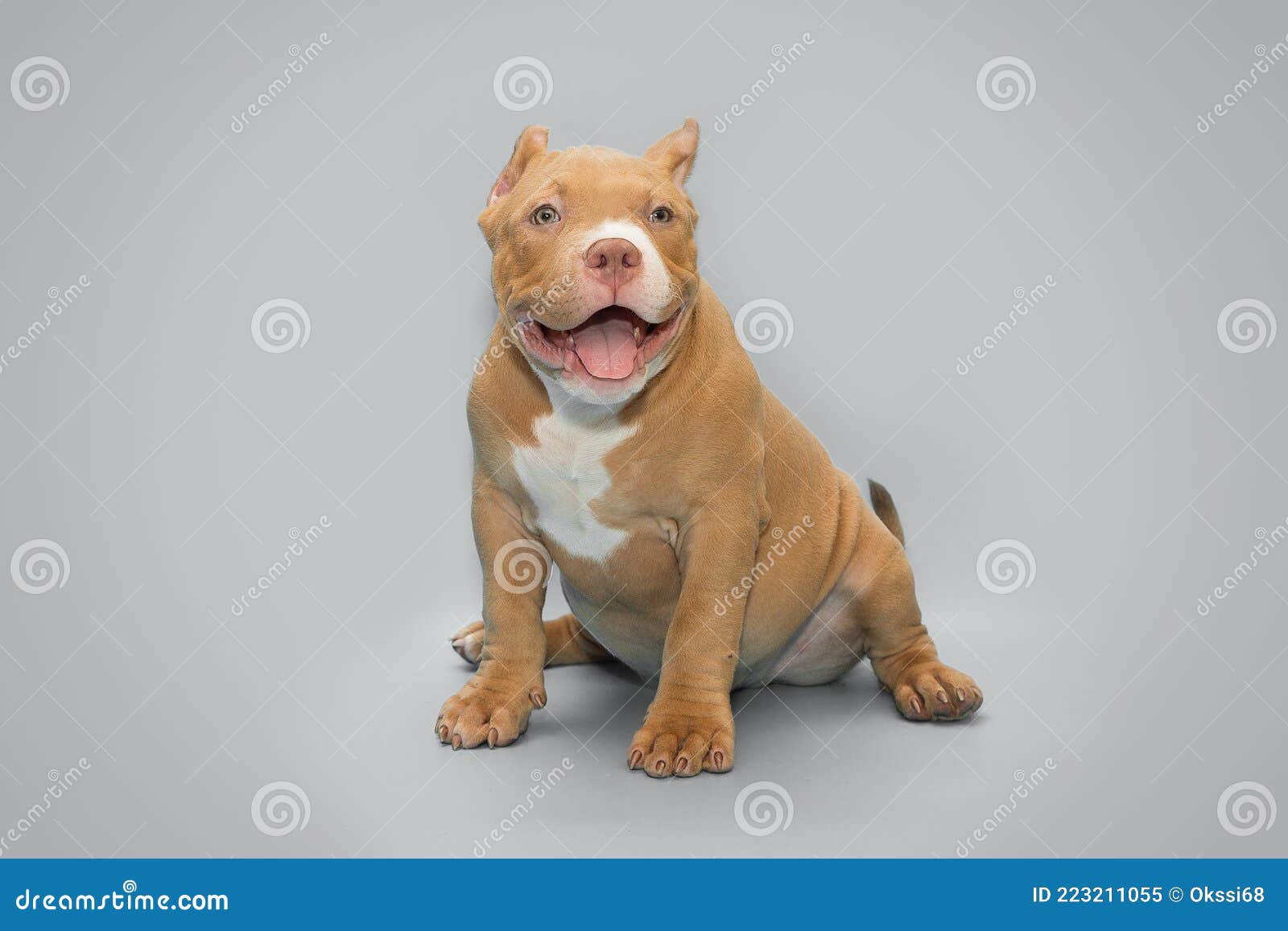 Funny American Bully Puppy Royalty-Free Stock Photo | CartoonDealer.com ...