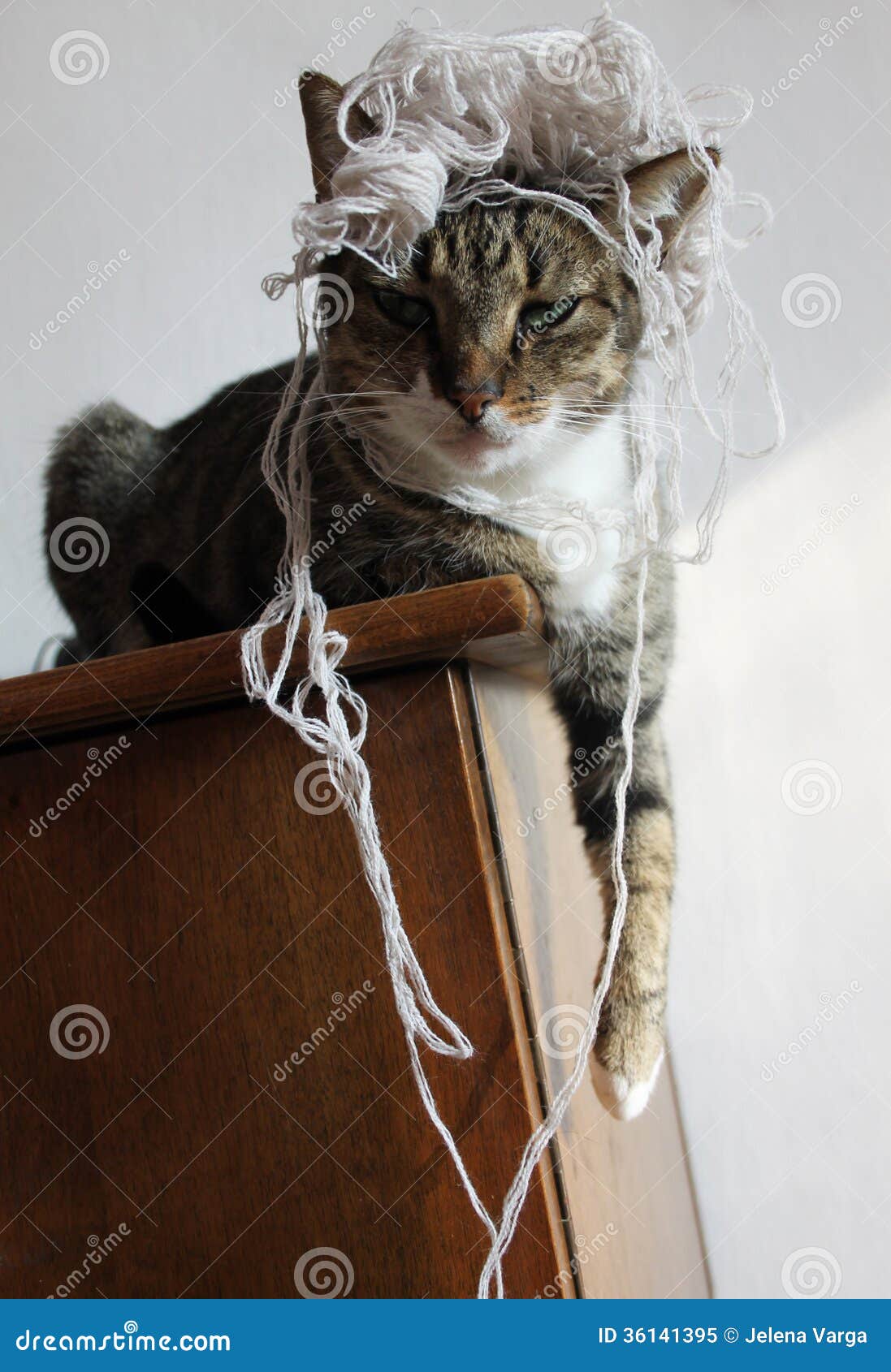 Funny angry cat stock image. Image of wool, beautiful - 36141395