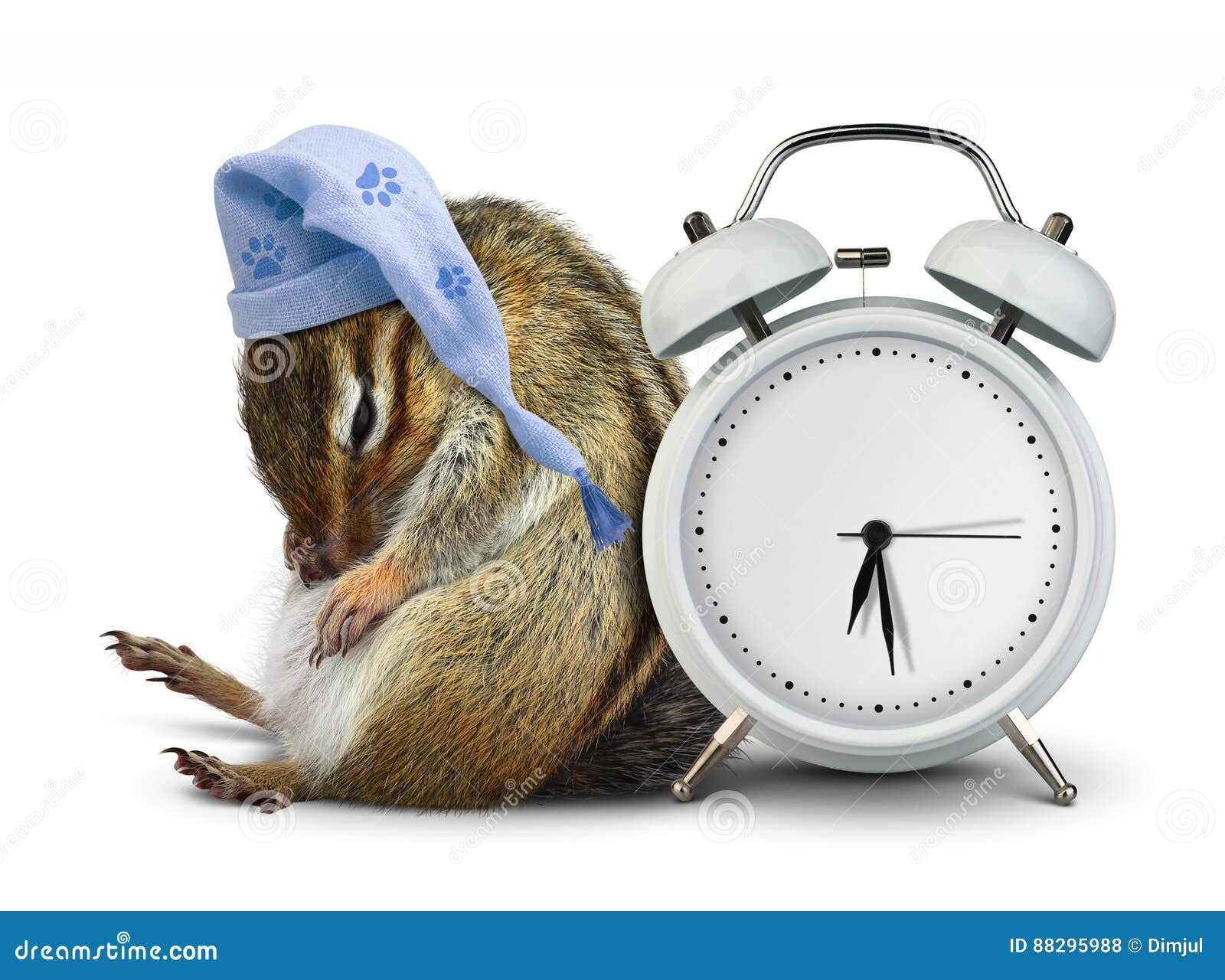 Funny Animal Chipmunk Sleep with Clock Blank and Sleeping Hat Stock ...
