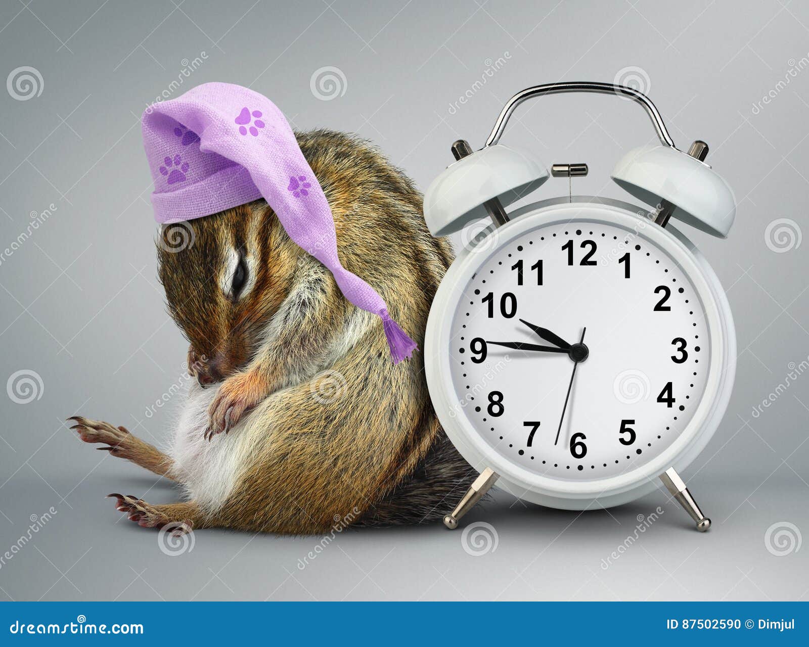 Funny Animal Chipmunk Wakeup with Clock and Sleeping Hat Stock Photo ...