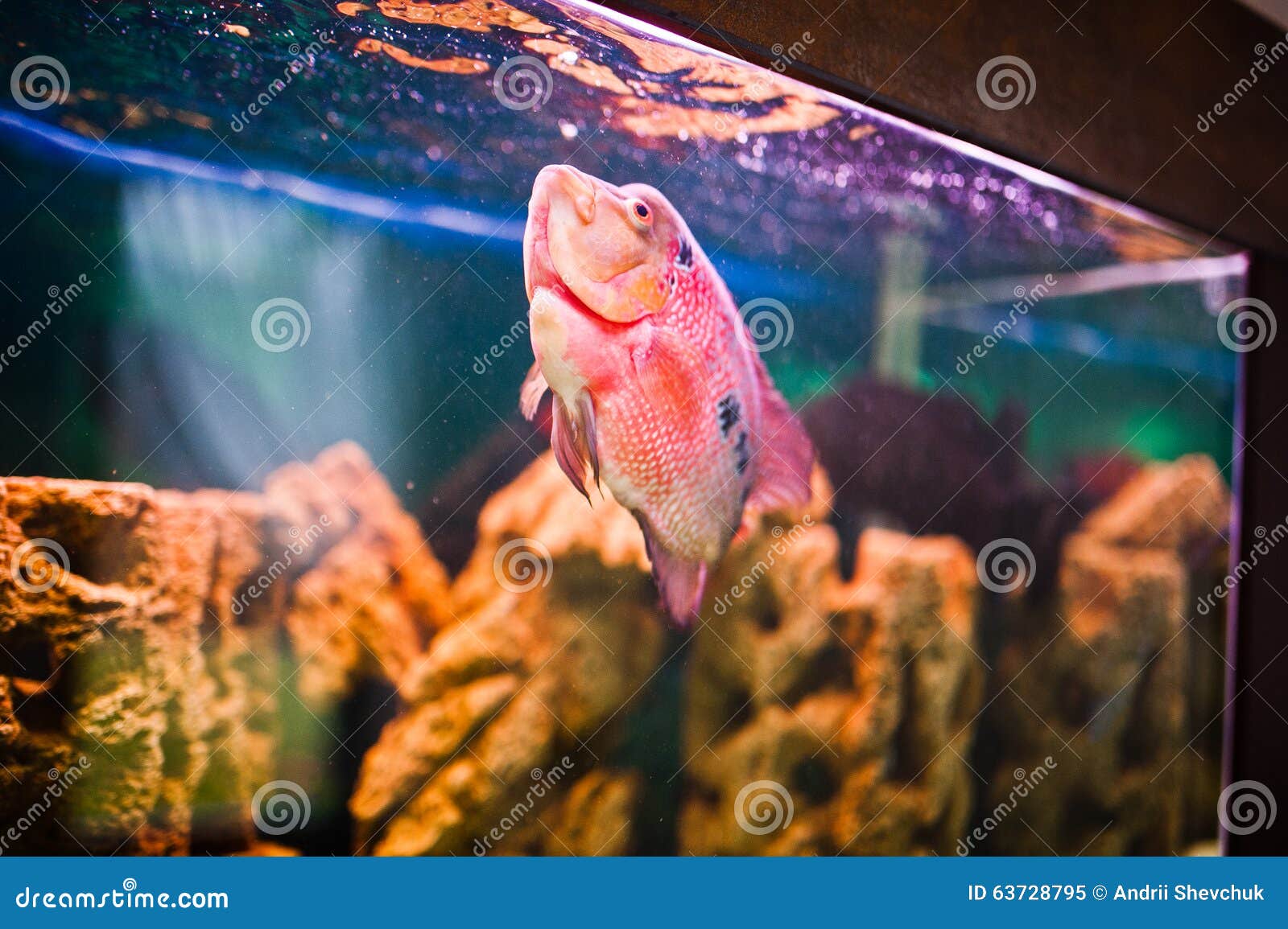 Funny aquarium fish stock image. Image of home, gravel - 63728795