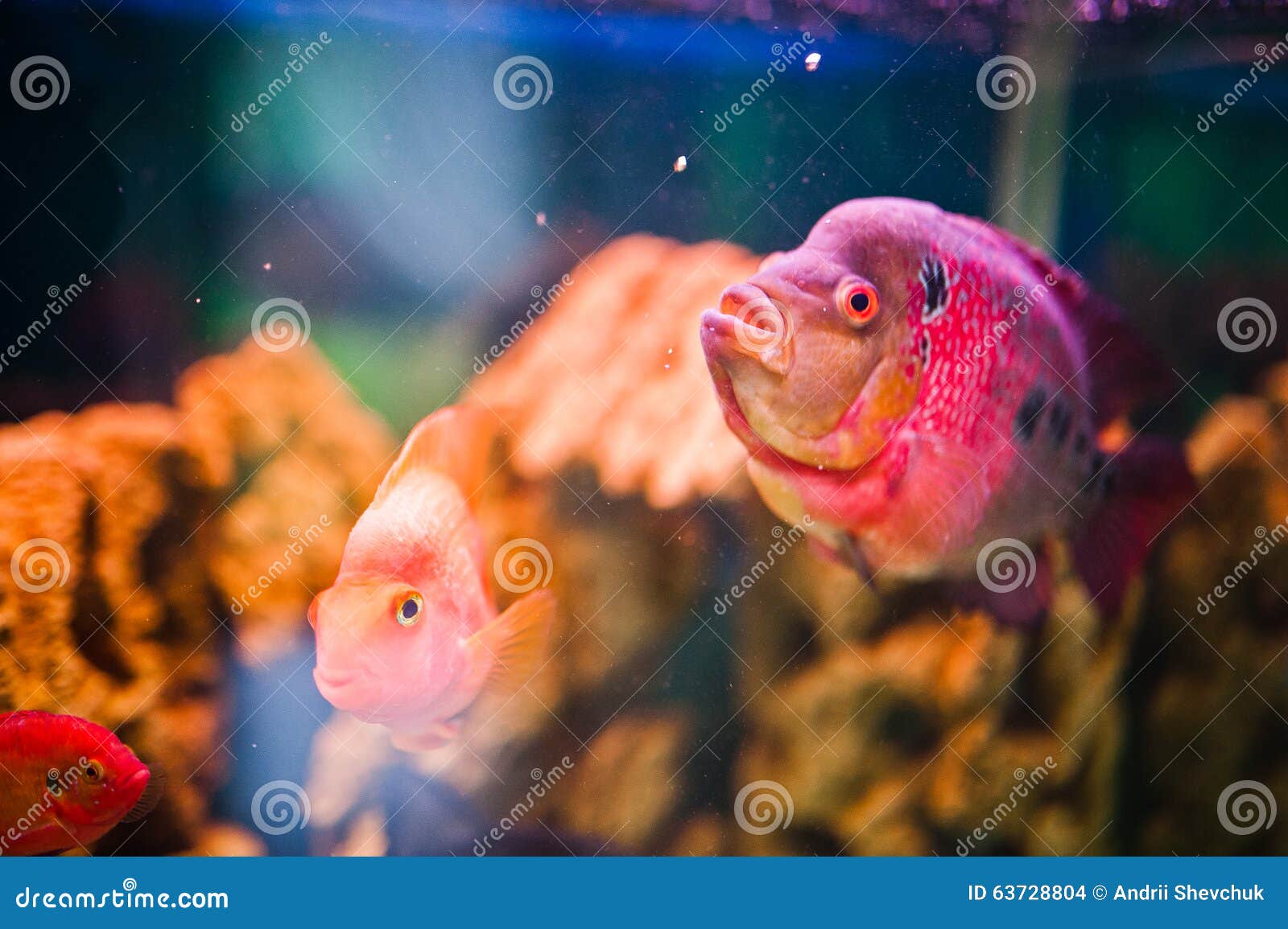 Funny aquarium fish stock photo. Image of garden, decorative - 63728804
