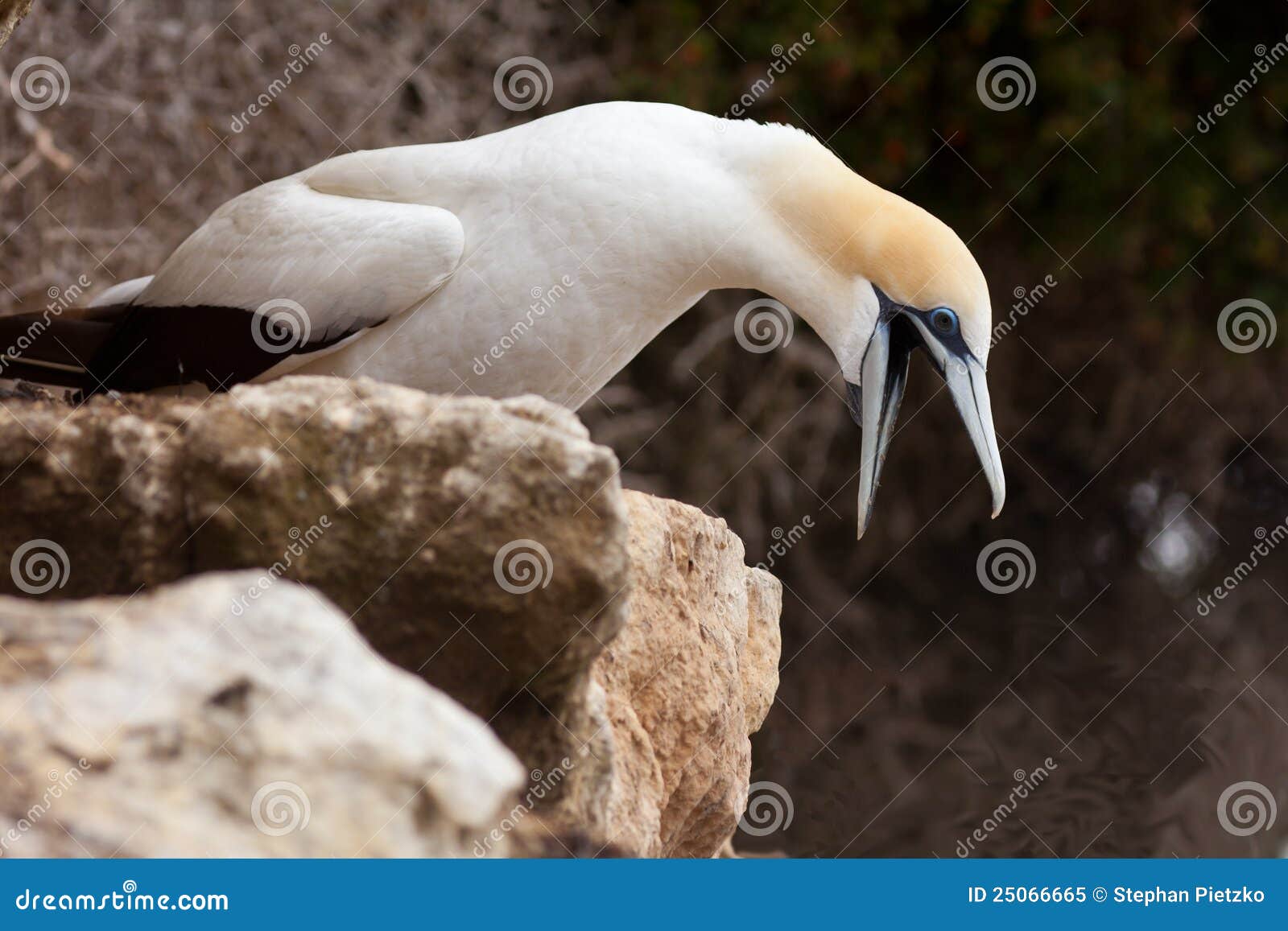 Funny Australasian Gannet with Beak Wide Open Stock Image - Image of ...