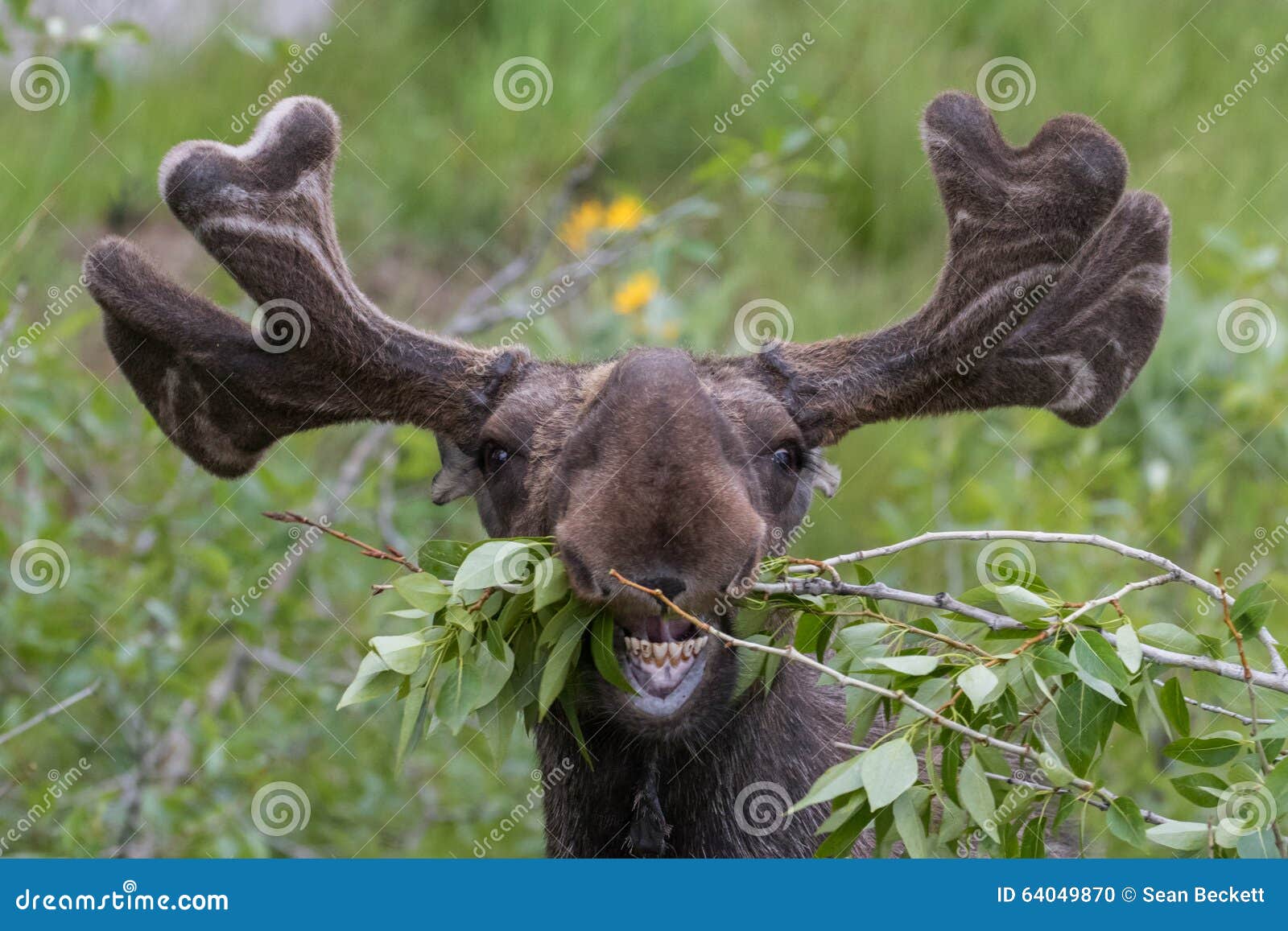 Funny awkward moose eating stock photo. Image of eating - 64049870