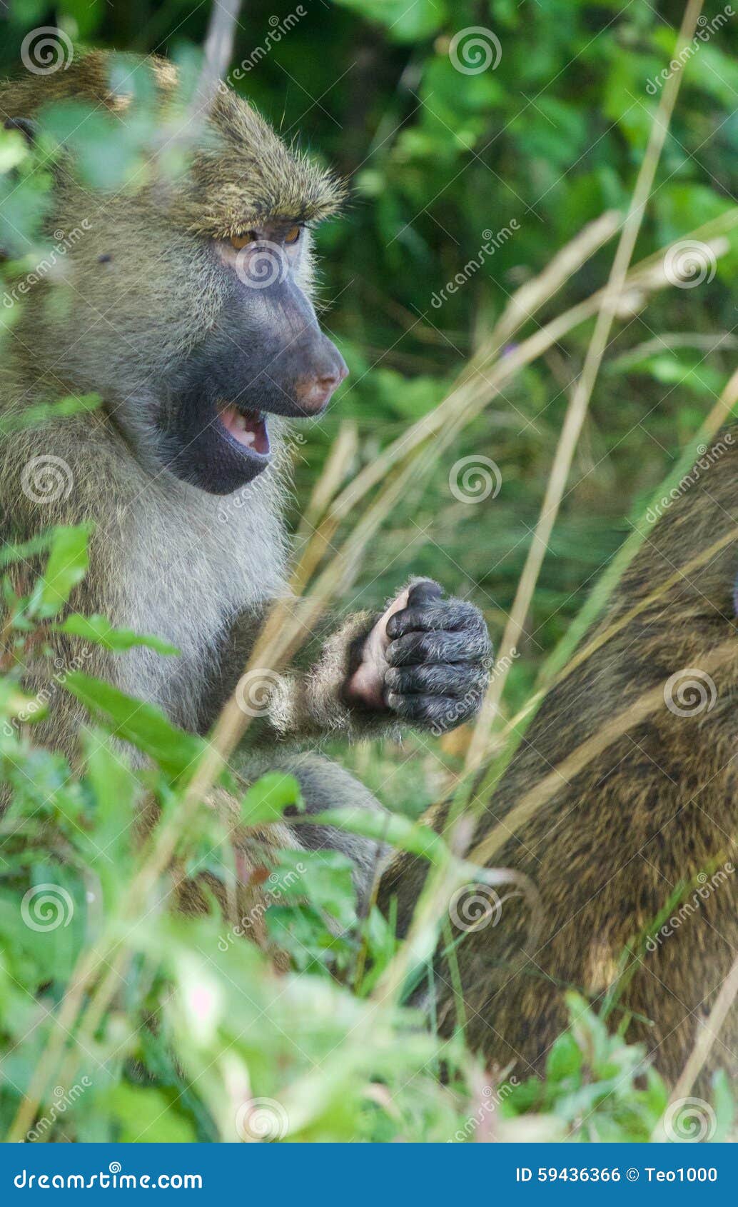 Funny Baboon Monkey Royalty-Free Stock Image | CartoonDealer.com #7336066