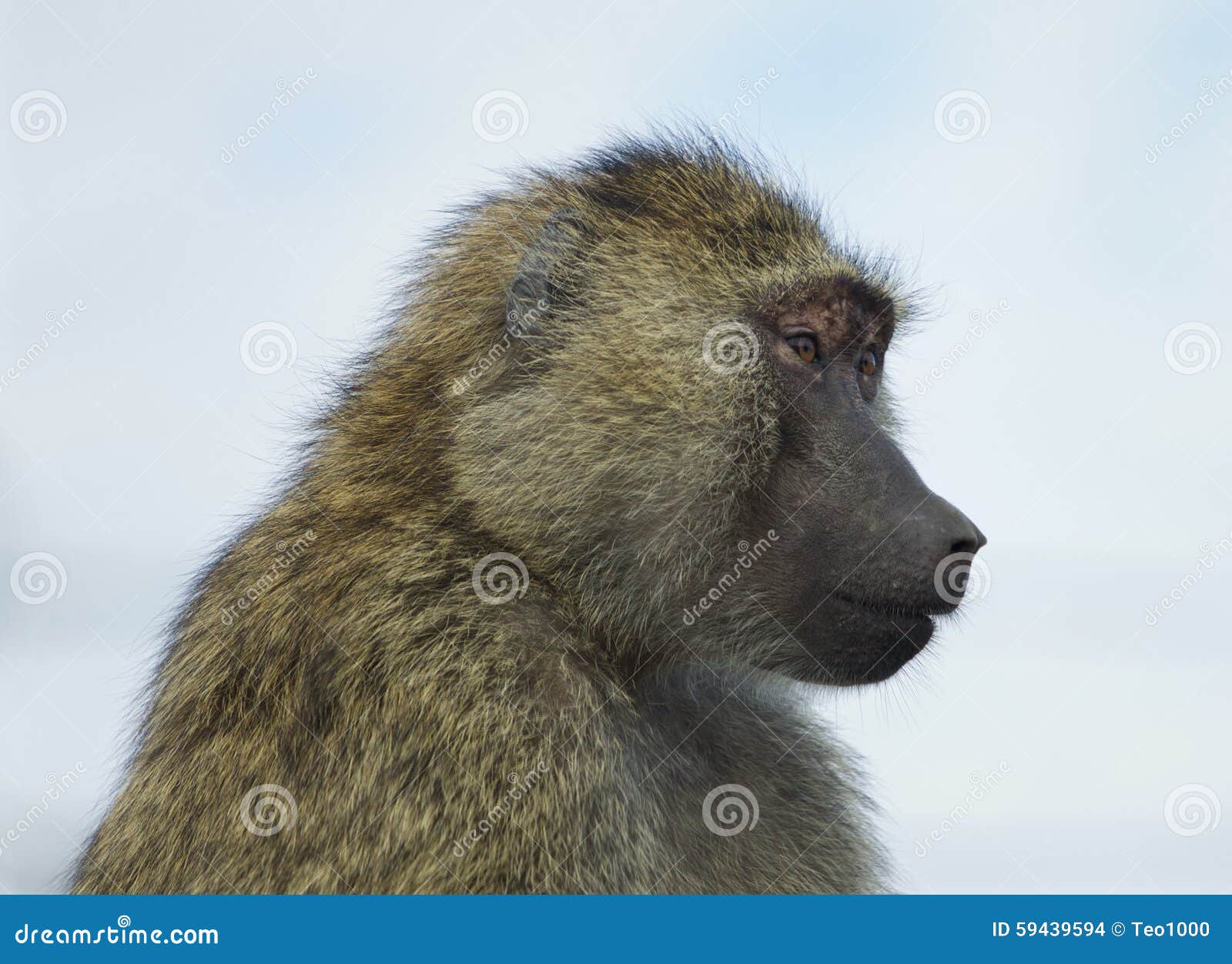 Funny Baboon Monkey Royalty-Free Stock Image | CartoonDealer.com #7336066