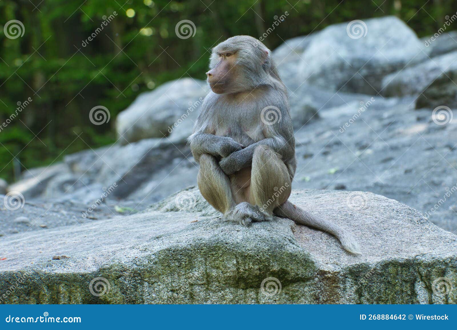 Funny Baboon Monkey Sitting and Resting on the Stone Stock Photo ...