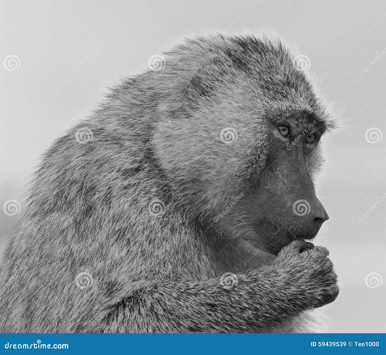 Funny Baboon Monkey Royalty-Free Stock Image | CartoonDealer.com #7336066