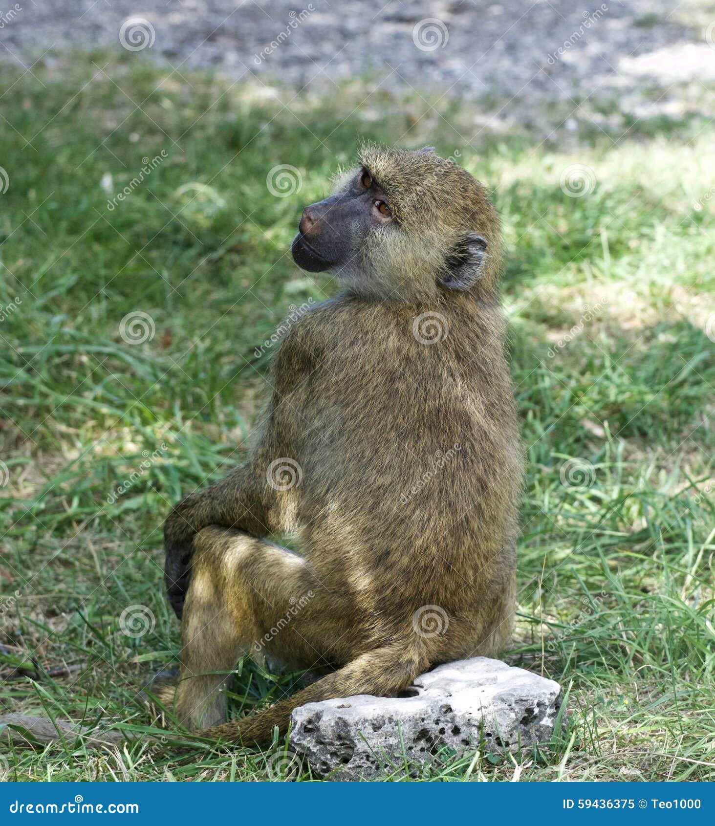 The Funny Baboon is Turning Back Stock Image - Image of sitting ...