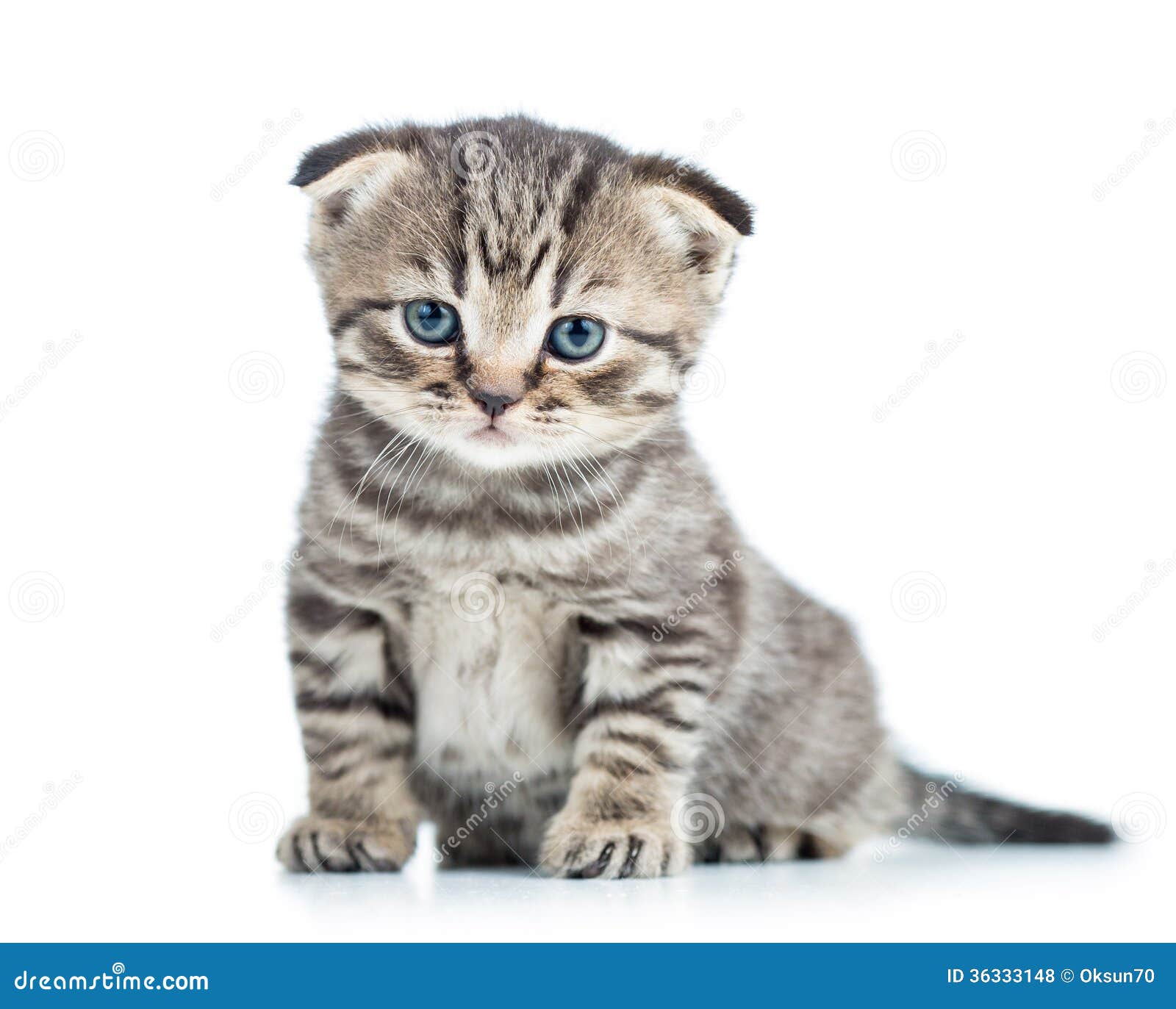 Funny baby cat kitten stock photo. Image of beautiful - 36333148
