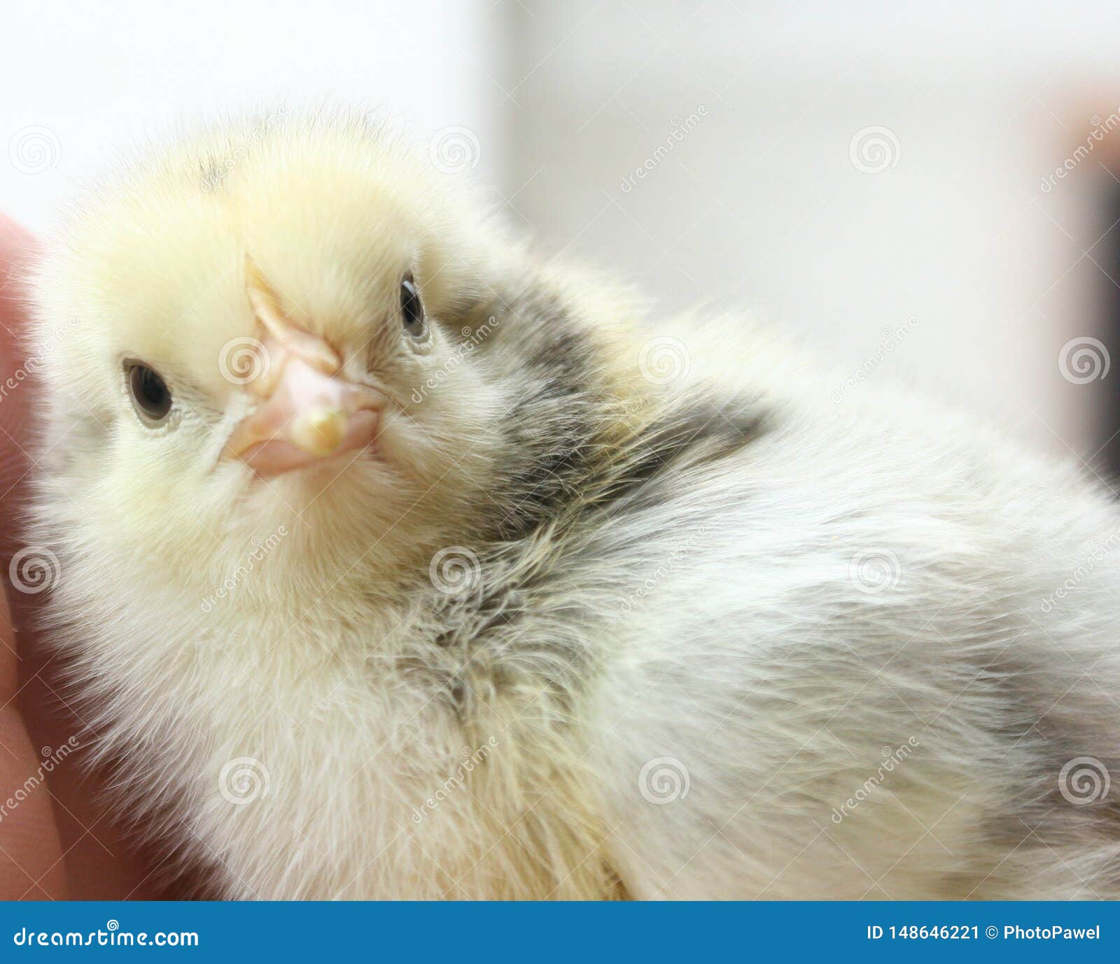 Funny baby chick stock image. Image of young, farm, spring - 148646221