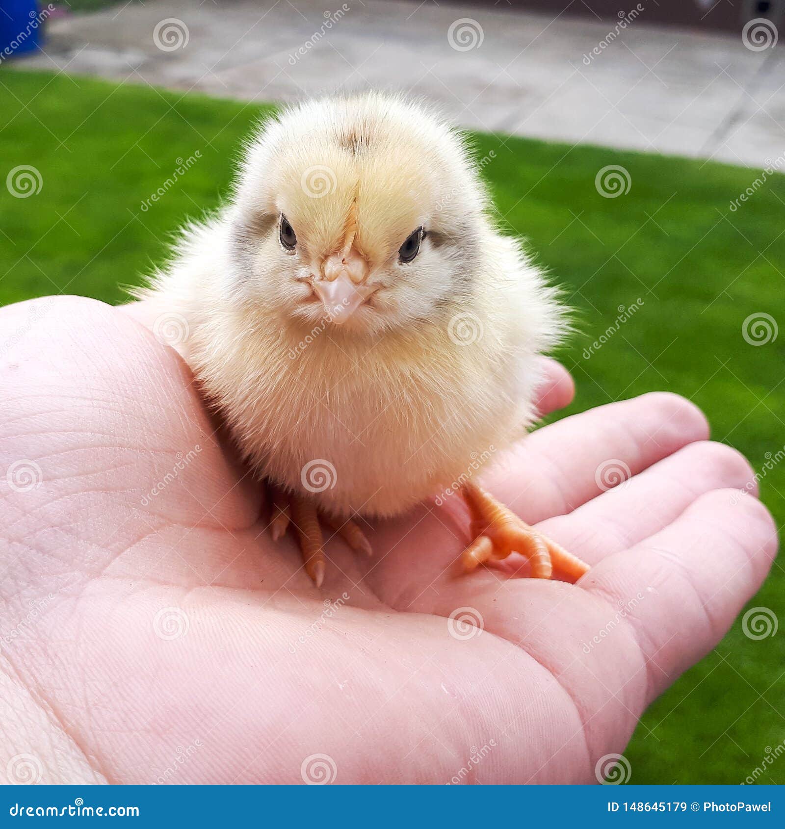 Funny baby chick stock image. Image of cute, farming - 148645179