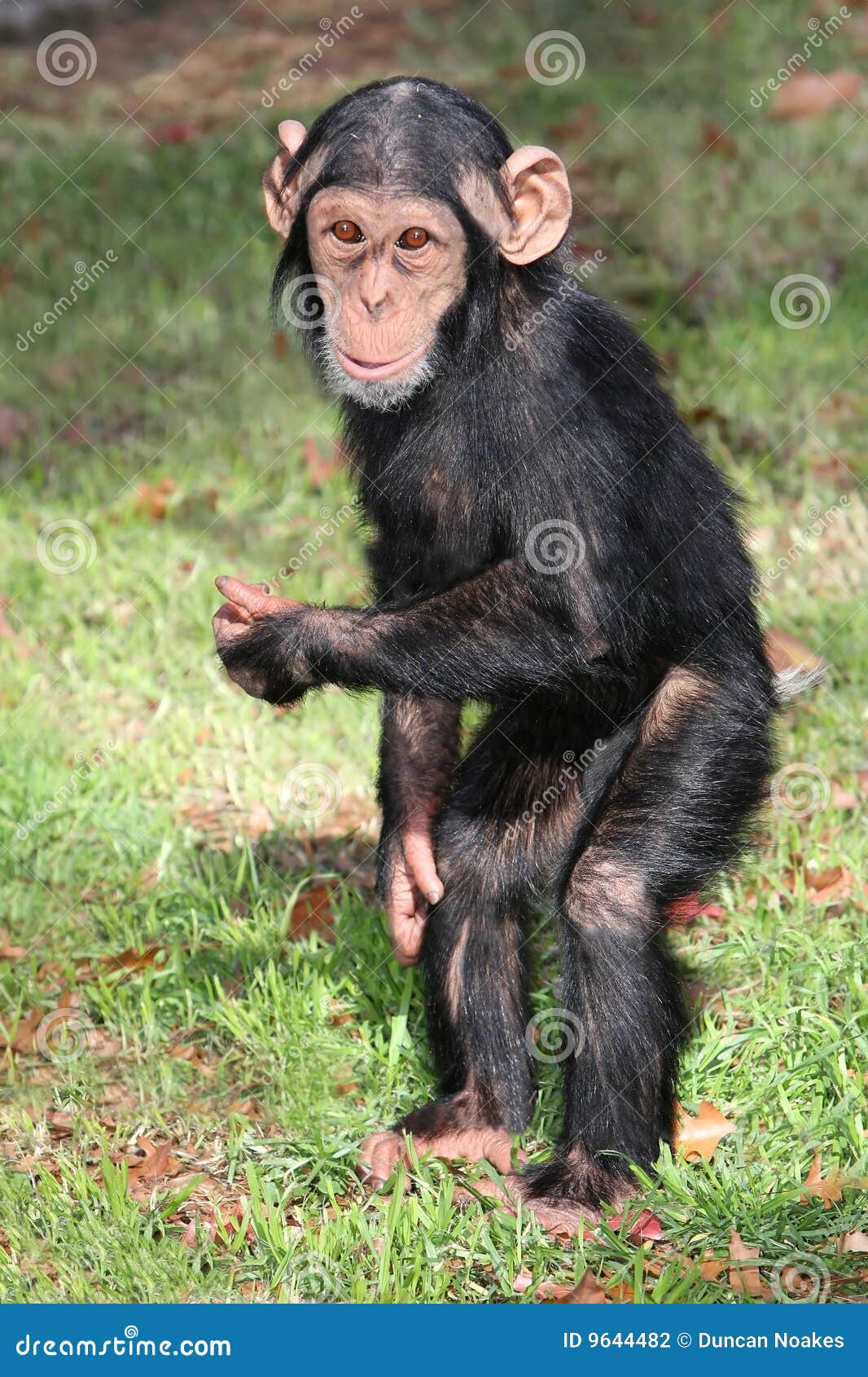 Funny Baby Chimp stock photo. Image of nature, safari - 9644482