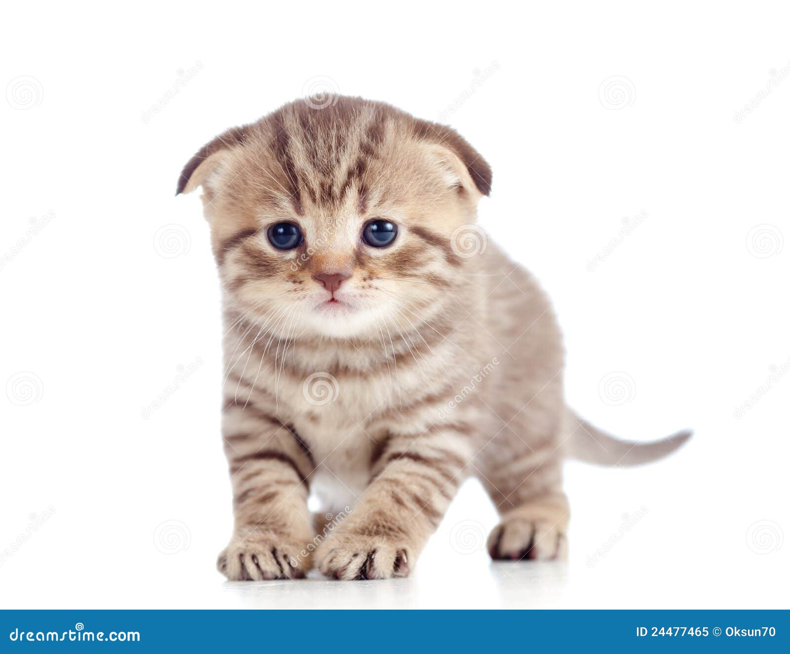 Funny Baby Fold Scottish Kitten Royalty Free Stock Photo Image - Cute ...