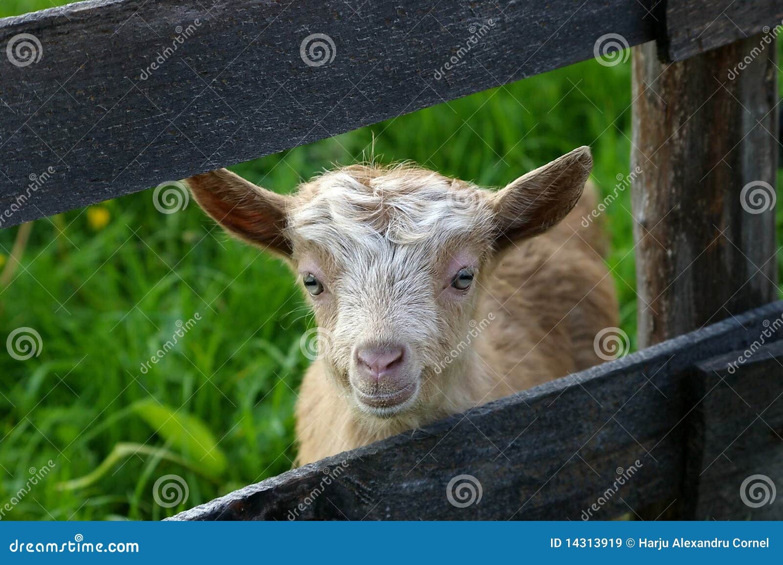 Funny baby goat stock image. Image of cute, agriculture - 14313919