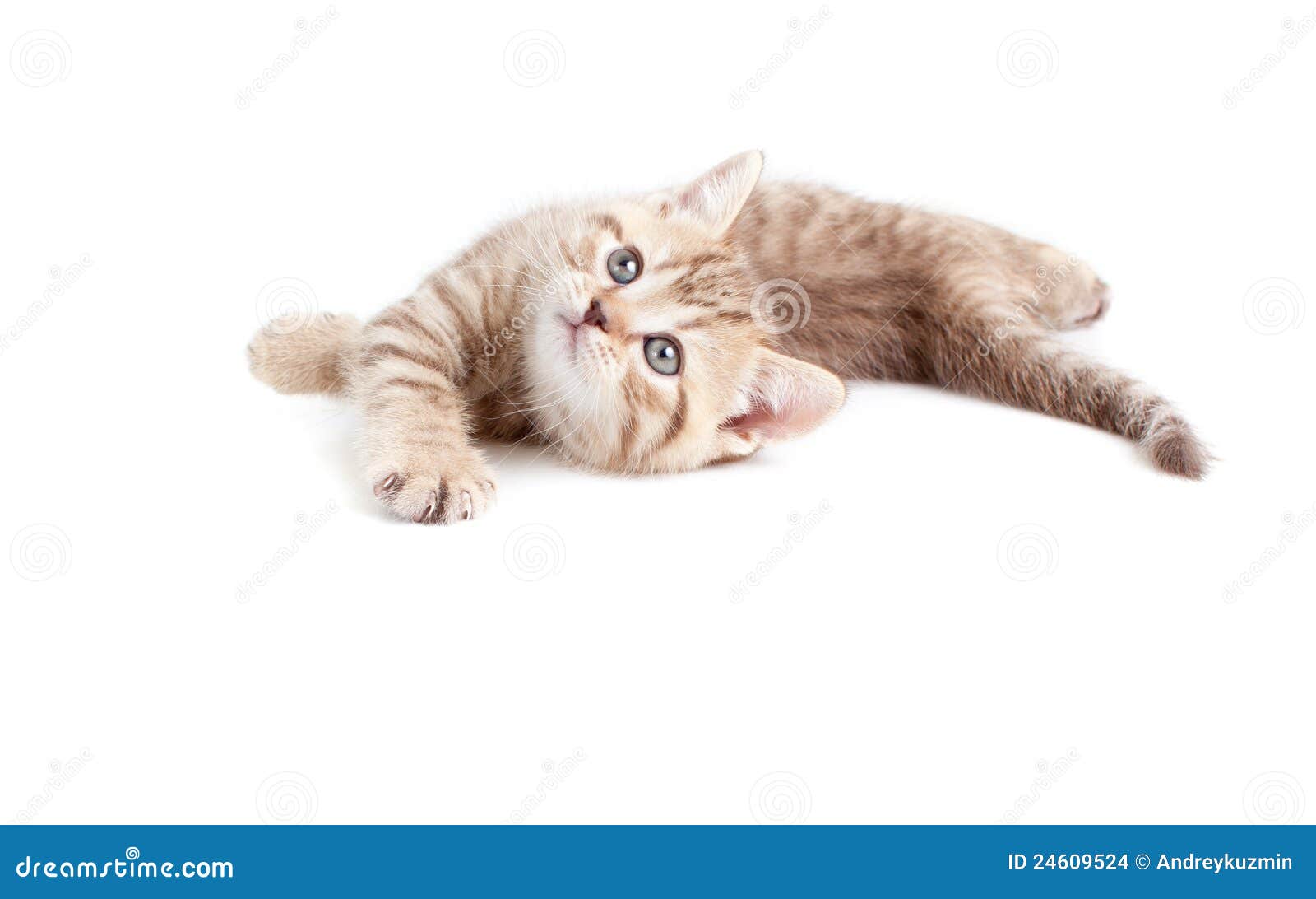 Funny Baby Kitten Lying and Looking Upward Stock Photo - Image of small ...