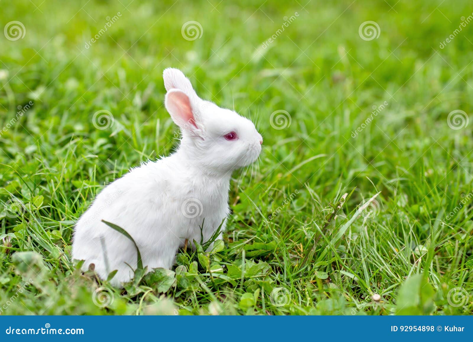 Funny baby rabbit stock photo. Image of summer, furry - 92954898