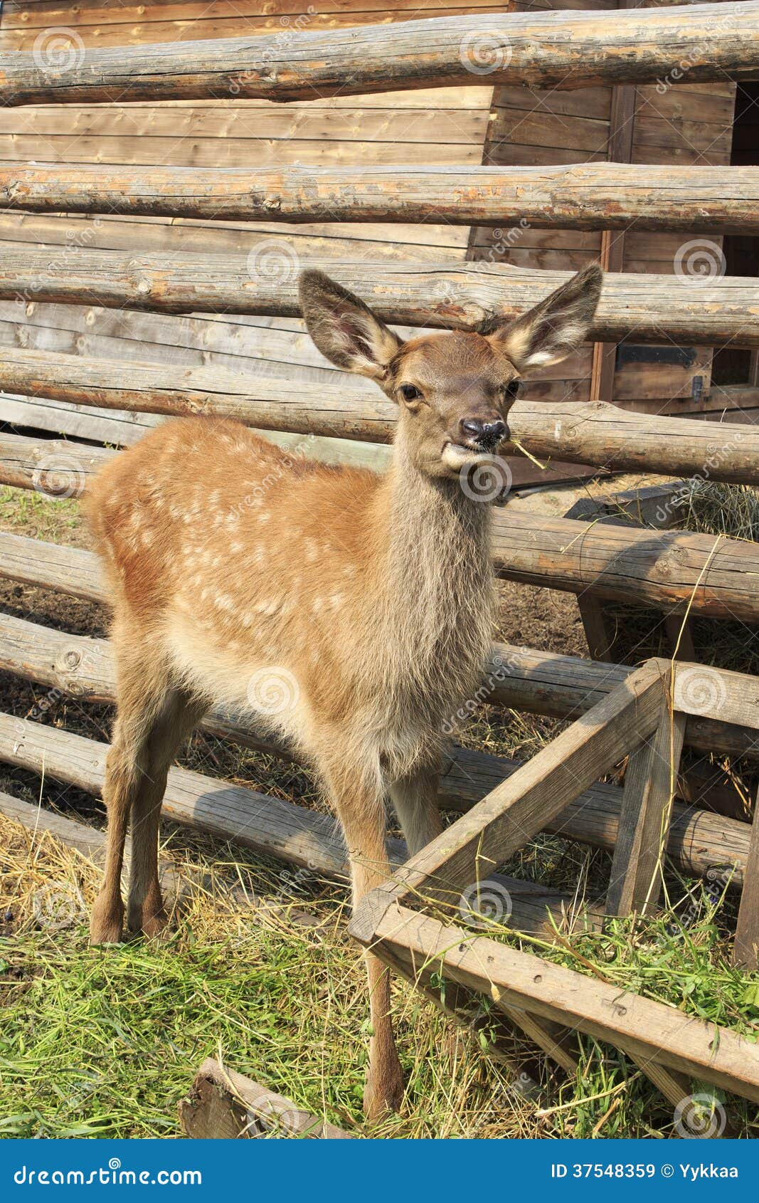 Funny baby in red deer stock image. Image of funny, altai - 37548359
