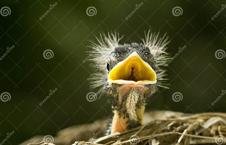 Funny Baby Robin stock photo. Image of hair, closeup, babies - 8616496