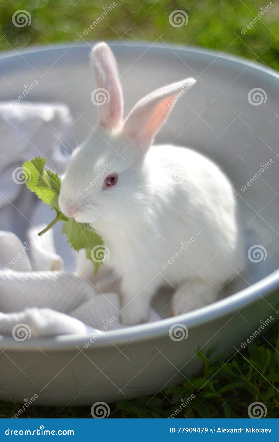 Funny Baby White Rabbit with a Carrot in Grass Stock Image - Image of ...