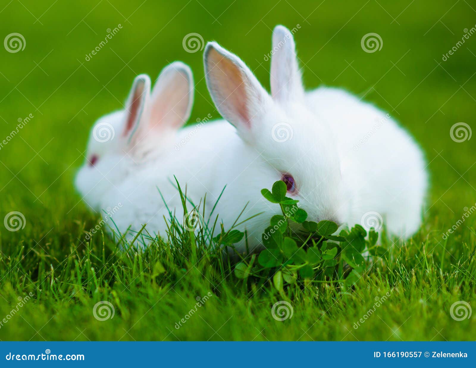 Funny Baby White Rabbit Eating Clover in Grass Stock Image - Image of ...