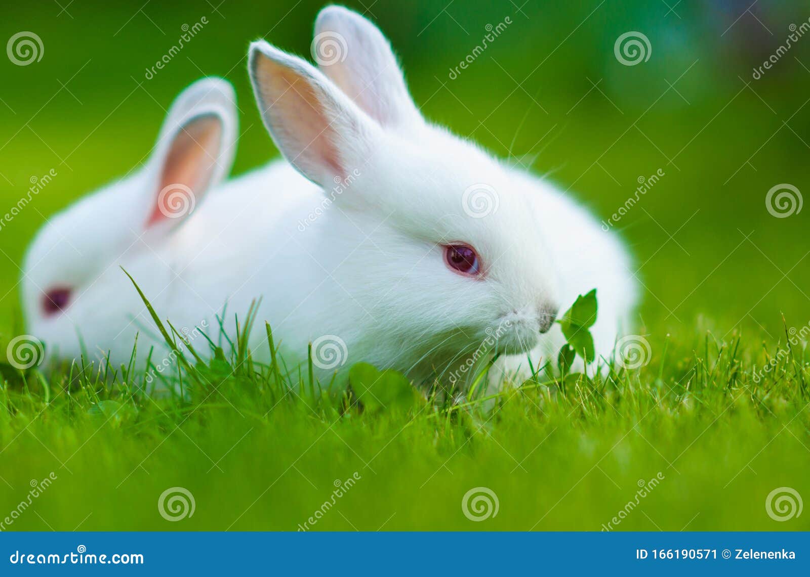 Funny Baby White Rabbit Eating Clover in Grass Stock Image - Image of ...