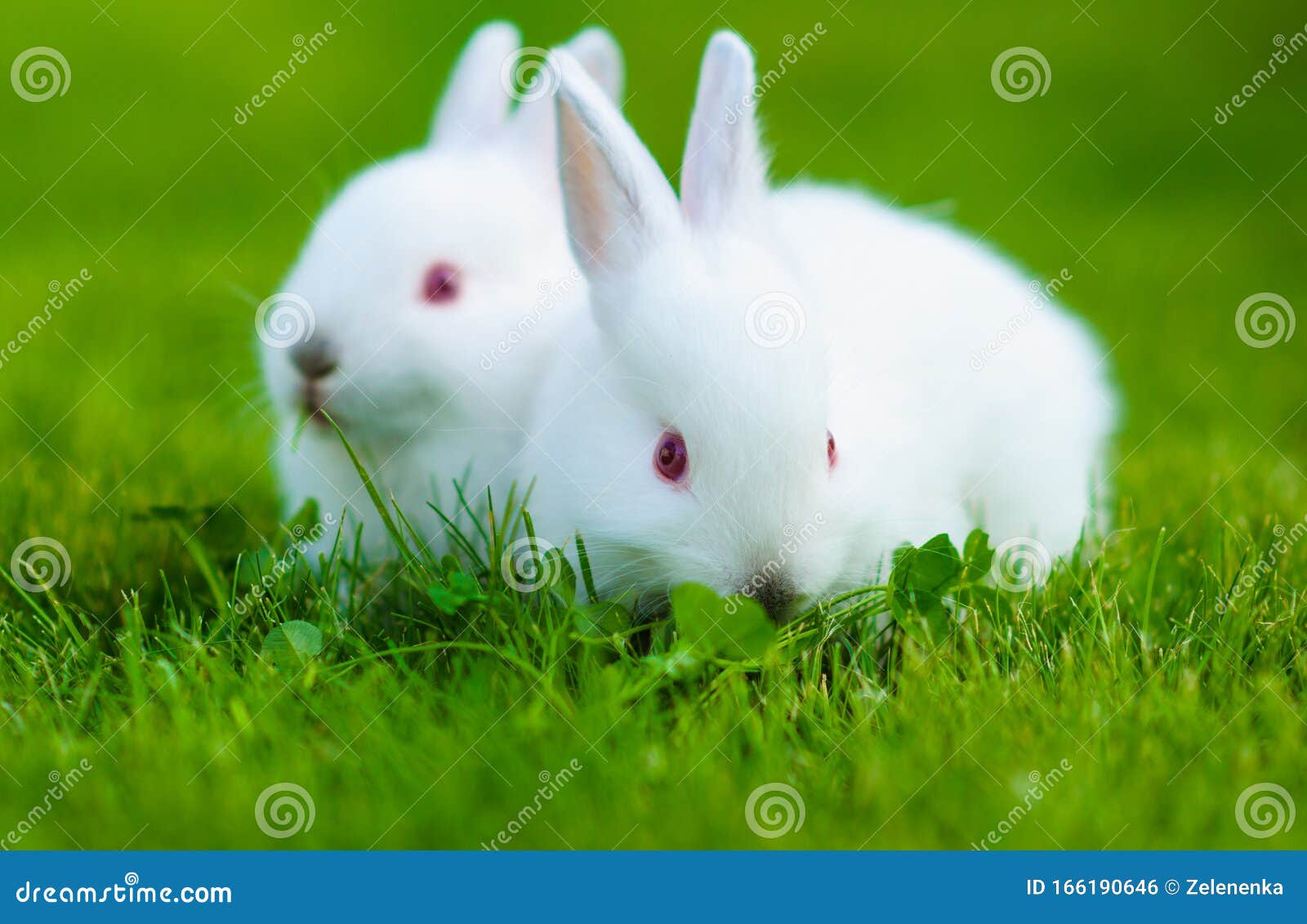 Funny Baby White Rabbit Eating Clover in Grass Stock Photo - Image of ...