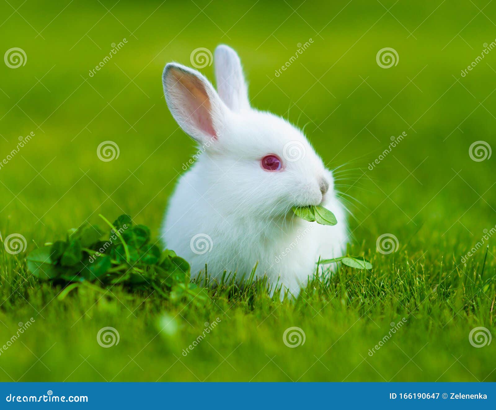 Funny Baby White Rabbit Eating Clover in Grass Stock Image - Image of ...