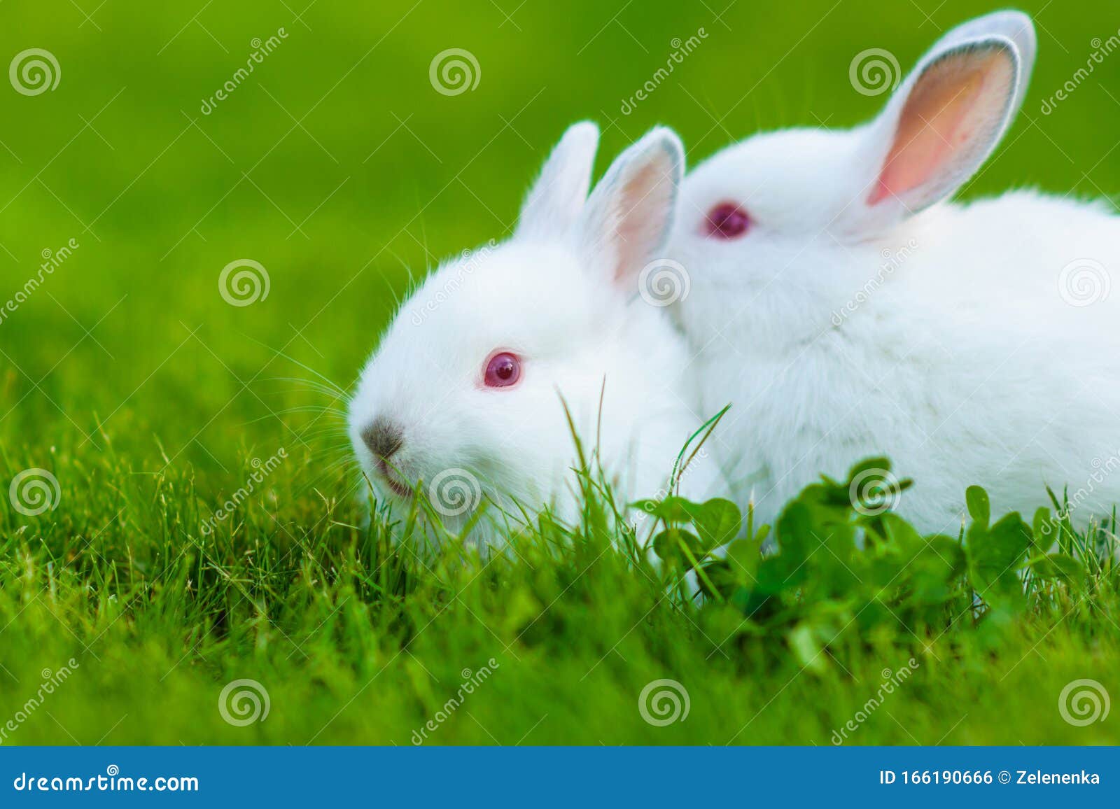Funny Baby White Rabbit Eating Clover in Grass Stock Photo - Image of ...