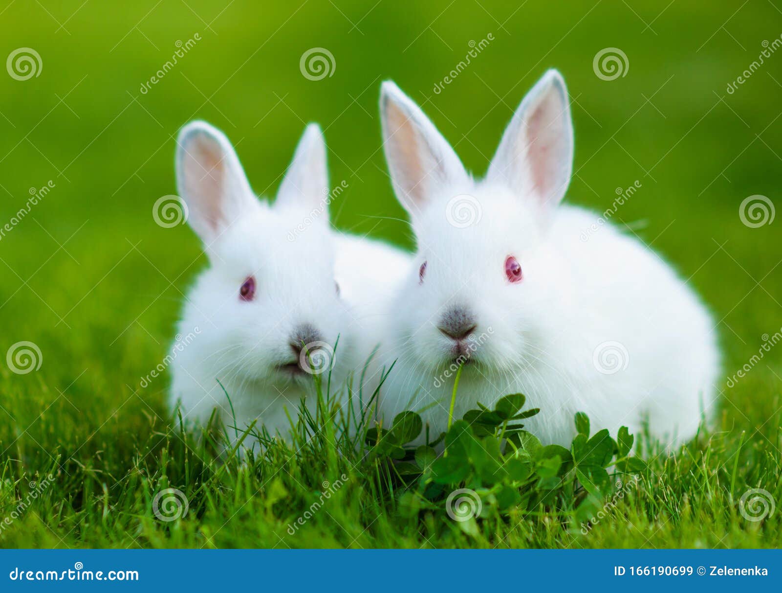 Funny Baby White Rabbit Eating Clover in Grass Stock Image - Image of ...