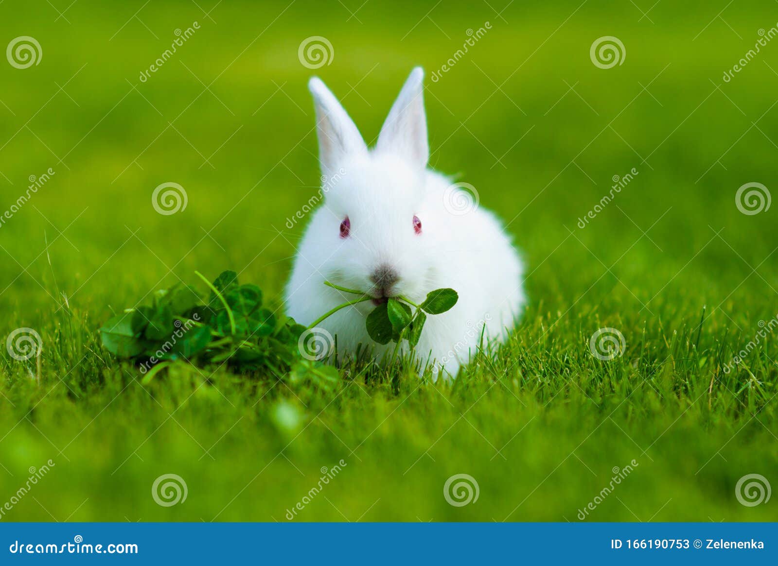 Funny Baby White Rabbit Eating Clover in Grass Stock Image - Image of ...