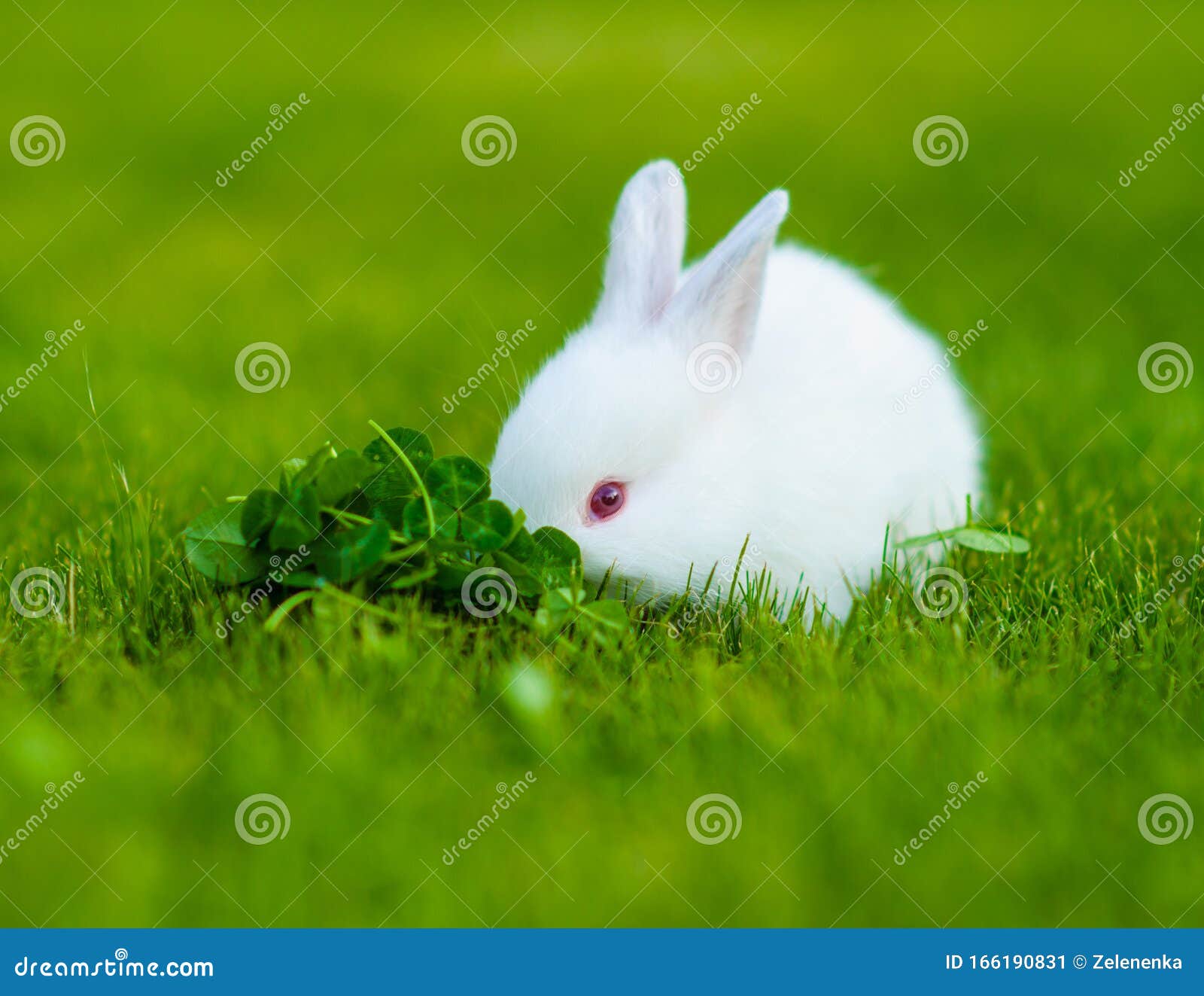 Funny Baby White Rabbit Eating Clover in Grass Stock Image - Image of ...